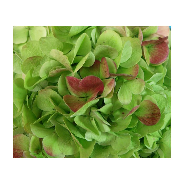 antique green hydrangea