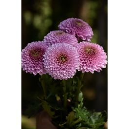 Ball Disbud Mum Bombon True Pink