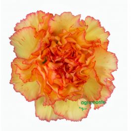 Carnation Boiro Bicolor