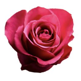 Cherry O Premium Hot Pink Rose