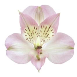 Dubai Super Select Light Pink Alstroemeria