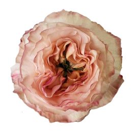 Princess Crown Titanium Peach Garden Look Roses