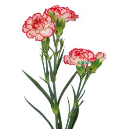 Minicarnation Minuetto Peppermint