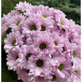 Daisy Pompon Alma True Pink