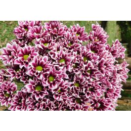 Daisy Pompon Star Fire Bicolor